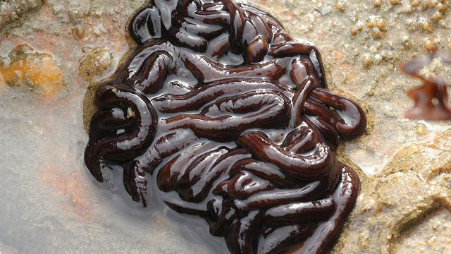 ¿Sabías cuál es el animal mas largo del mundo?